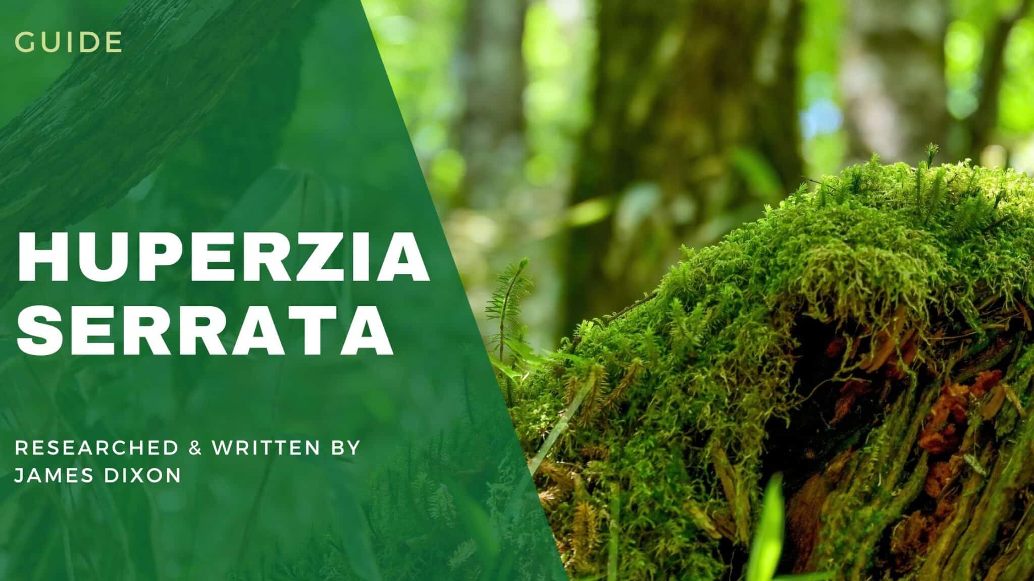 Huperzia Serrata - What Is Huperzine A? Benefits & Negatives