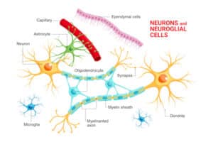 Do Brain Cells Regenerate? All You Need To Know!